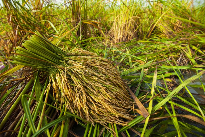 Raw Rice seed stock photo. Image of fall, bright, flora - 132704500