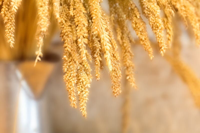Rice Straw with Sunlight.Copy Space.Soft Focus and Over Light Stock ...