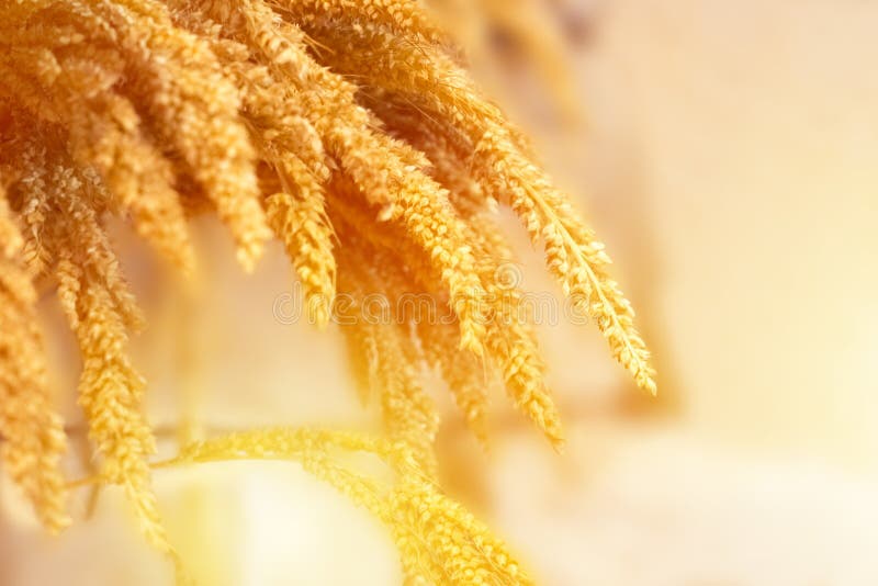 Rice Straw with Sunlight.Copy Space.Soft Focus and Over Light Stock ...
