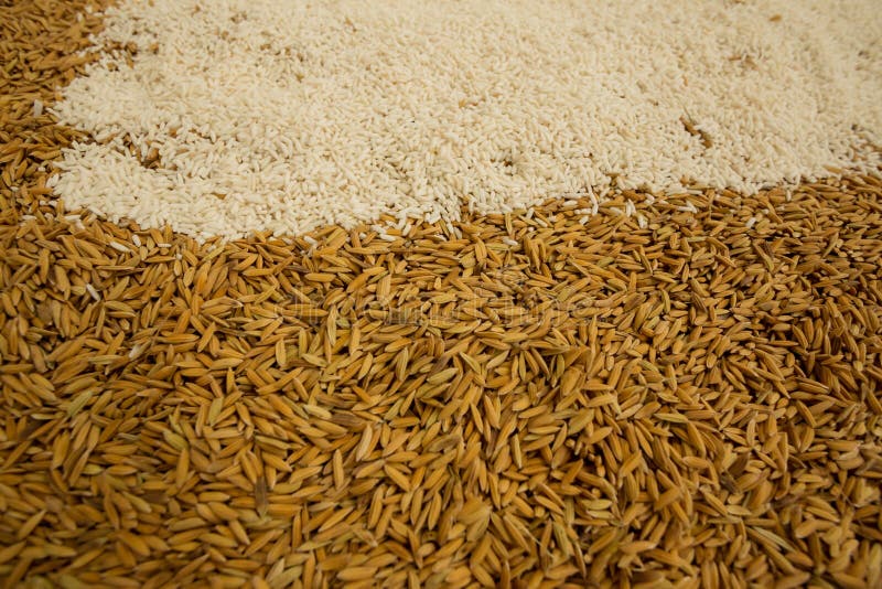 Raw rice stock image. Image of grain, agriculture, rice - 103834039