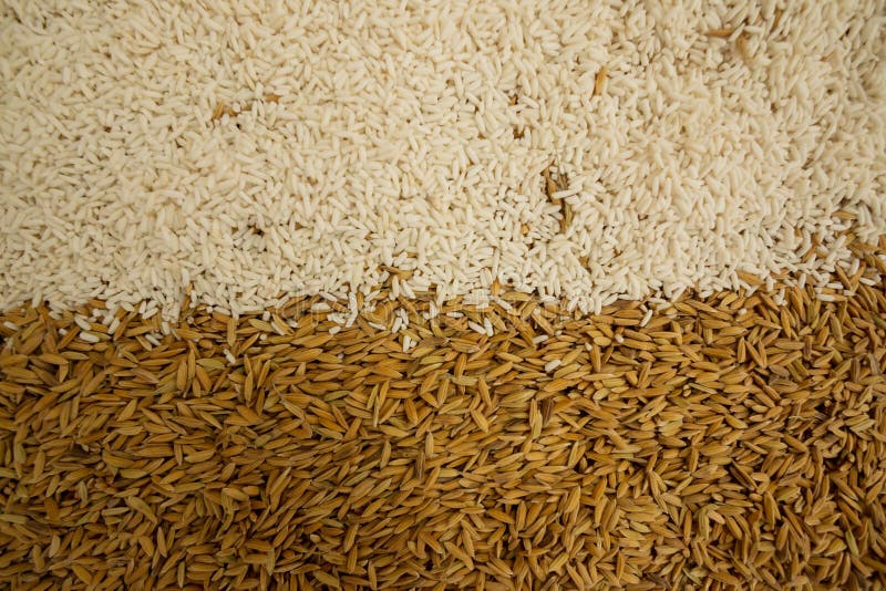 Raw rice stock image. Image of yellow, varieties, farmer - 103834133