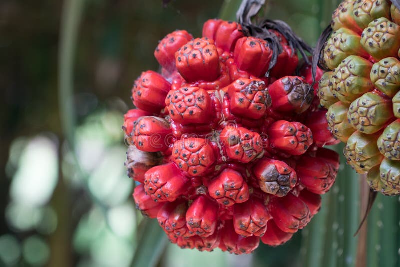 Pandanus Odorifer - Kewda or Umbrella Tree with Long Spiny Leaves ...