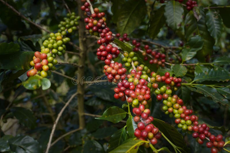 Raw or Ripe Red Branch of Arabica and Robusta and Organic Coffee ...