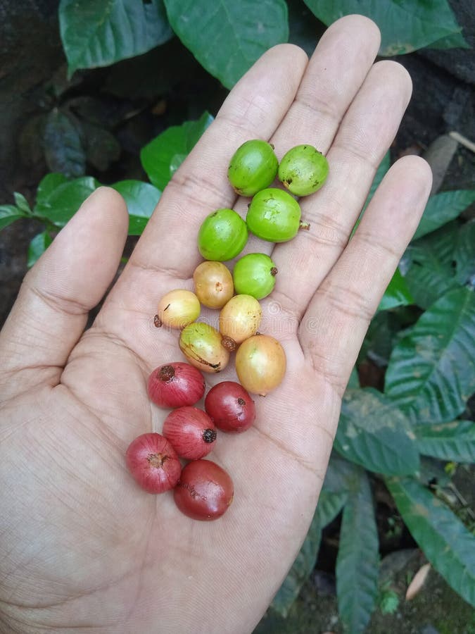 131 Free Samples Coffee Stock Photos - Free & Royalty-Free Stock Photos ...