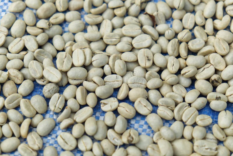 Raw Robusta Cherry Coffee Beans Drying on the Table. Stock Image ...