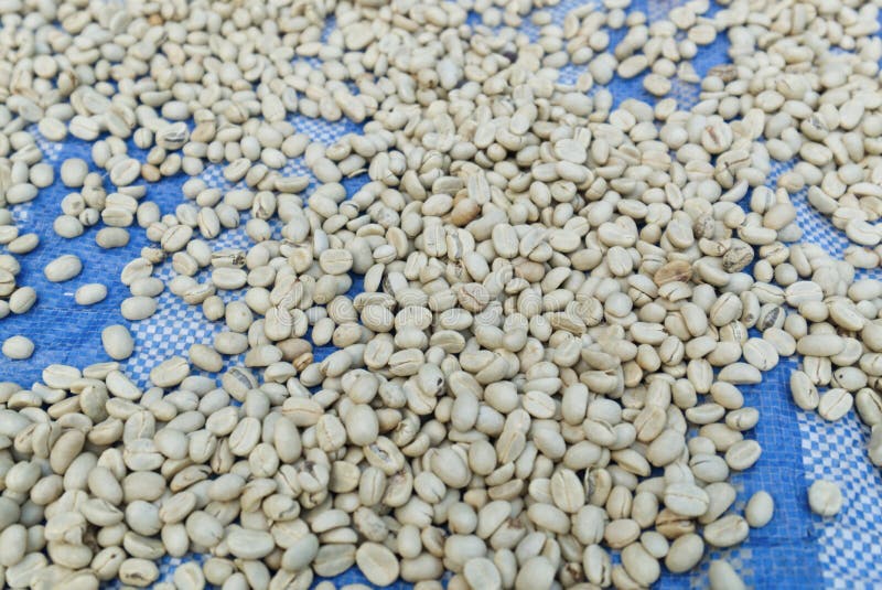 Raw Robusta Cherry Coffee Beans Drying on the Table. Stock Photo ...