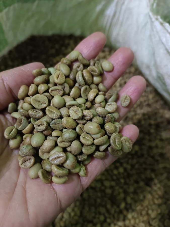 Raw Robusta Coffee Beans Green Stock Image - Image of green, field ...