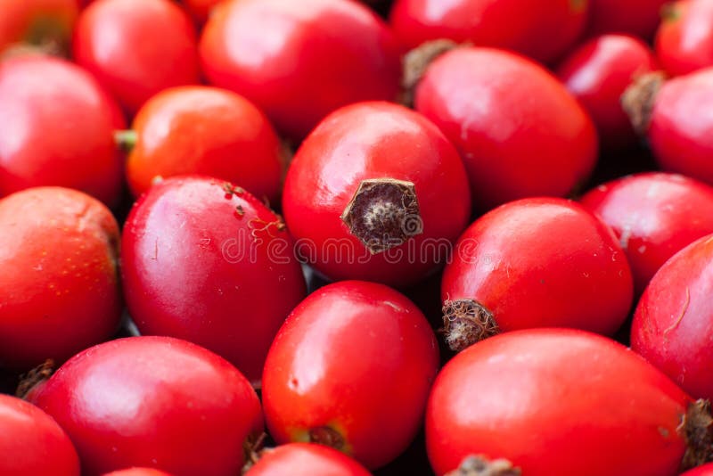 Raw rose hips stock photo. Image of canina, food, healthy - 60504562