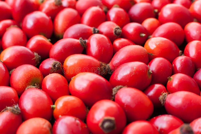 Raw rose hips stock image. Image of cankerberry, field - 60505565