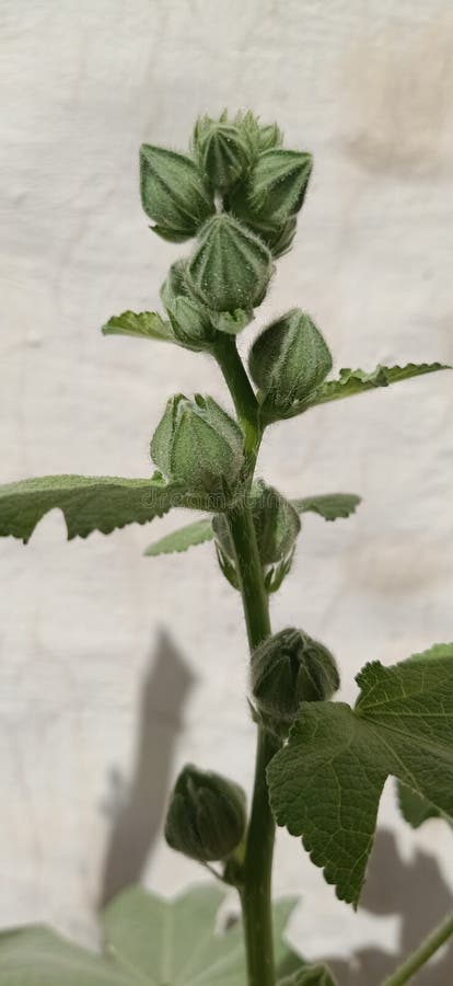 Raw Rose stock image. Image of herb, soil, tree, leaf - 241546061