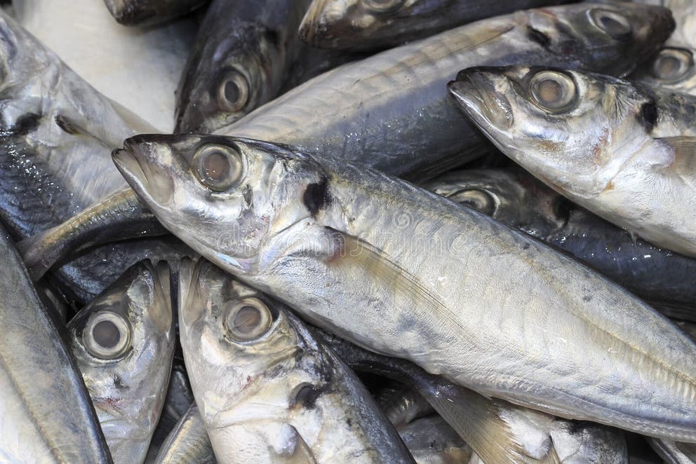 Raw round scad stock photo. Image of side, scad, fish - 29025578