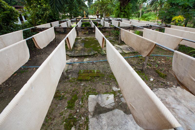 Raw rubber stock photo. Image of collect, hevea, agriculture - 35193750