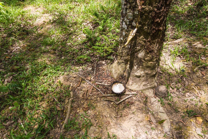 Raw Rubber on the Rubber Tree. Stock Photo - Image of branch, bush ...