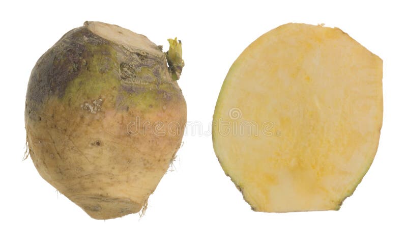 Whole Swede stock photo. Image of path, food, isolated - 79392884