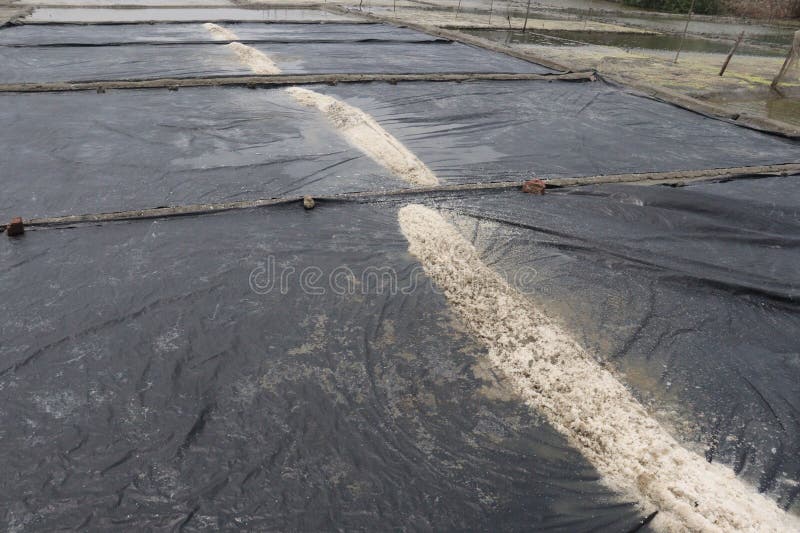 Raw Salt Farm on Plot with Polythene Bed Stock Image - Image of forest ...