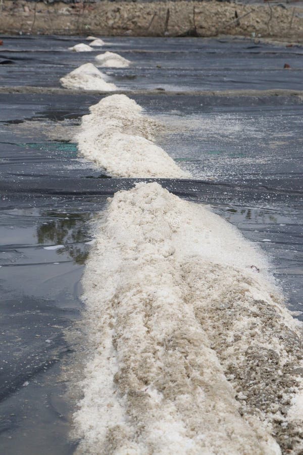 Raw Salt Farm on Plot with Polythene Bed Stock Photo - Image of diet ...