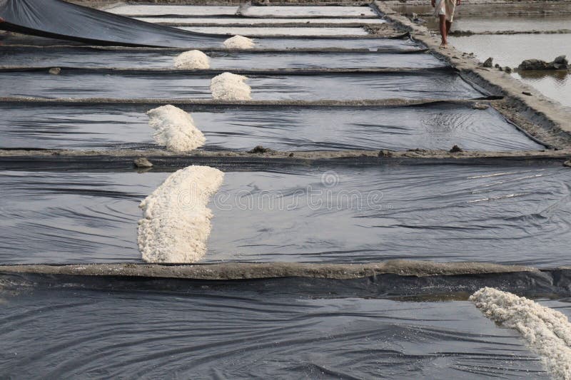 Raw Salt Farm on Plot with Polythene Bed Stock Photo - Image of ...