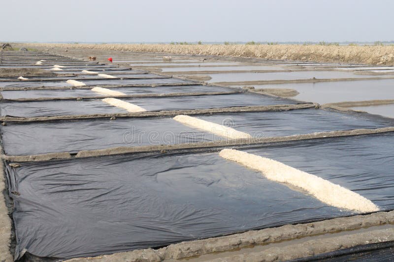 Raw Salt Farm on Plot with Polythene Bed Stock Image - Image of flower ...