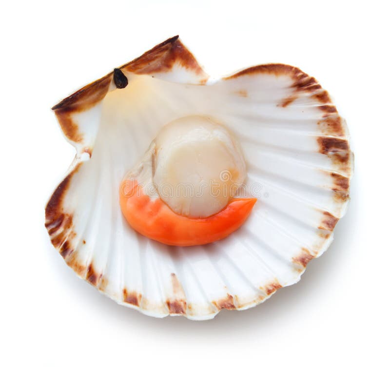 Raw scallop stock photo. Image of background, life, closeup - 89340084