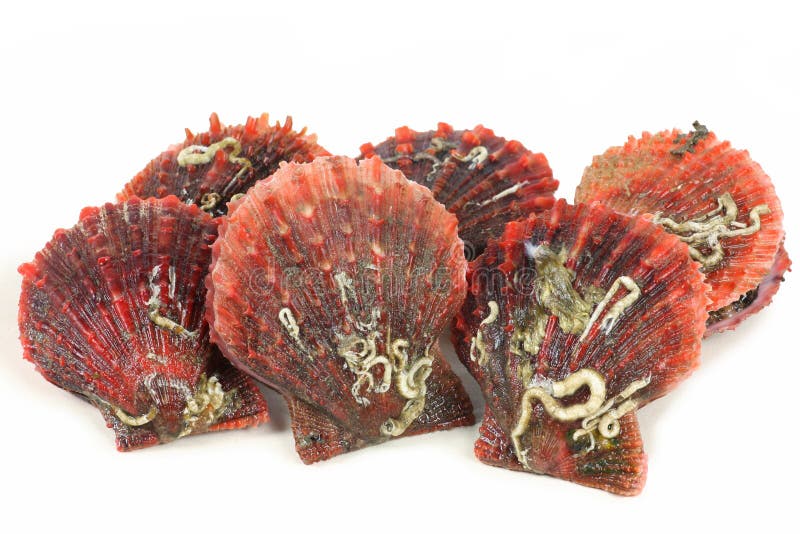 Raw scallop shell stock photo. Image of crustacean, food - 13595162
