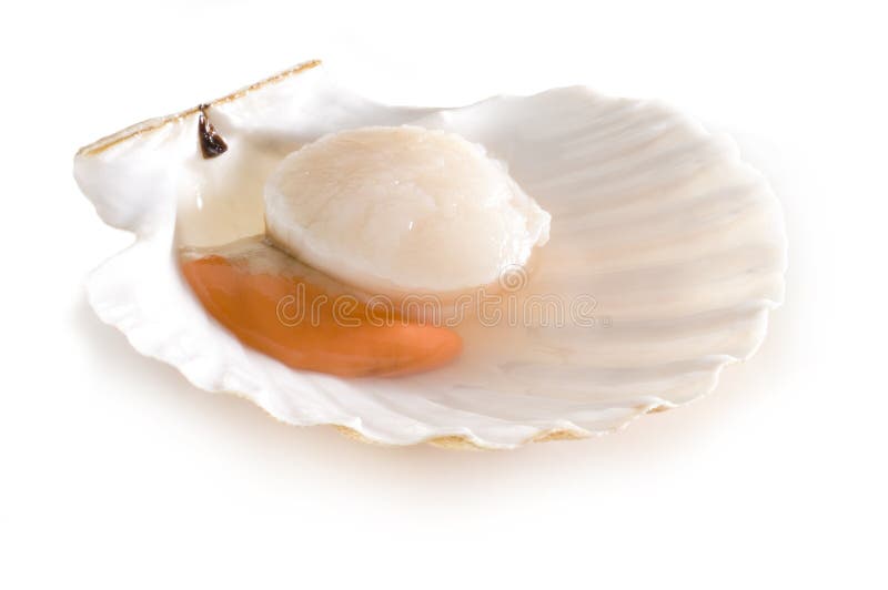 Raw scallop shell stock image. Image of uncooked, seafood - 8614119