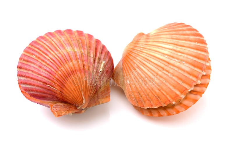 Raw scallop shell stock image. Image of mollusks, shoreline - 106445305