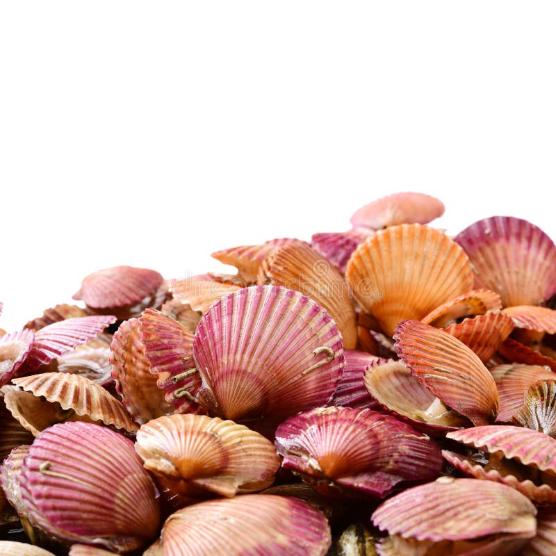 Raw scallop shell stock image. Image of mollusks, shoreline - 106445305