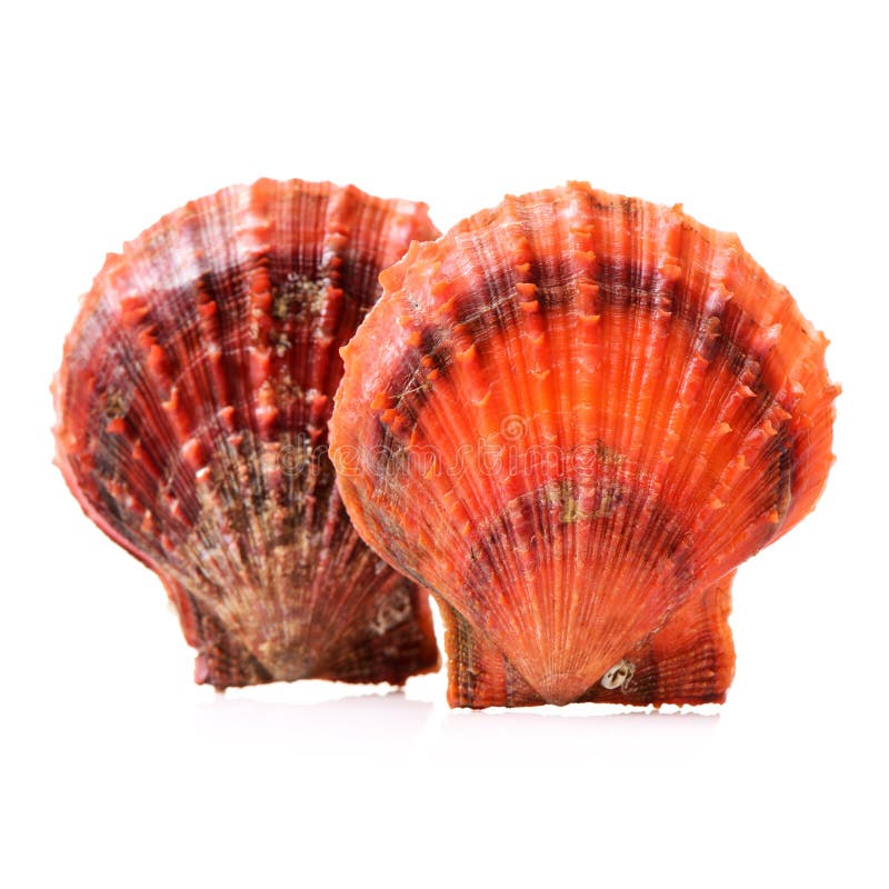 Raw scallop shell stock image. Image of ocean, crustacean - 106445227
