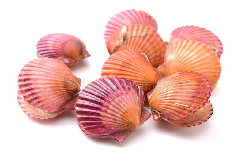 Scallop in Shell stock photo. Image of surface, rimini - 113016876