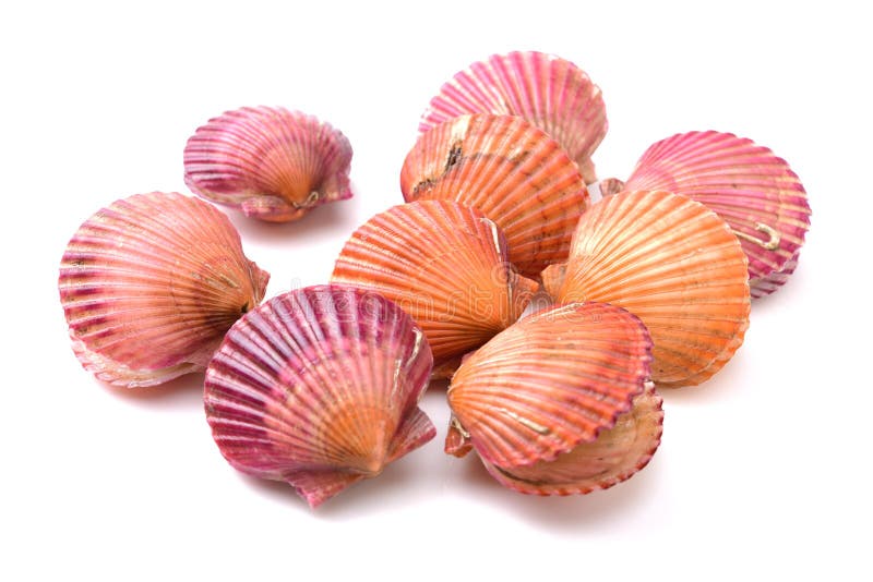 Raw scallop shell stock image. Image of scallop, summer - 135334409