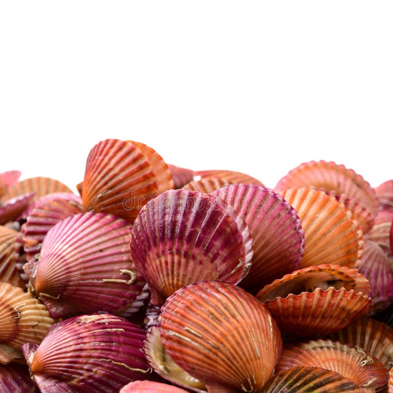 Raw scallop shell stock photo. Image of crustacean, food - 13595162