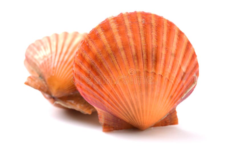 Raw scallop shell stock image. Image of fluted, coastal - 137011219
