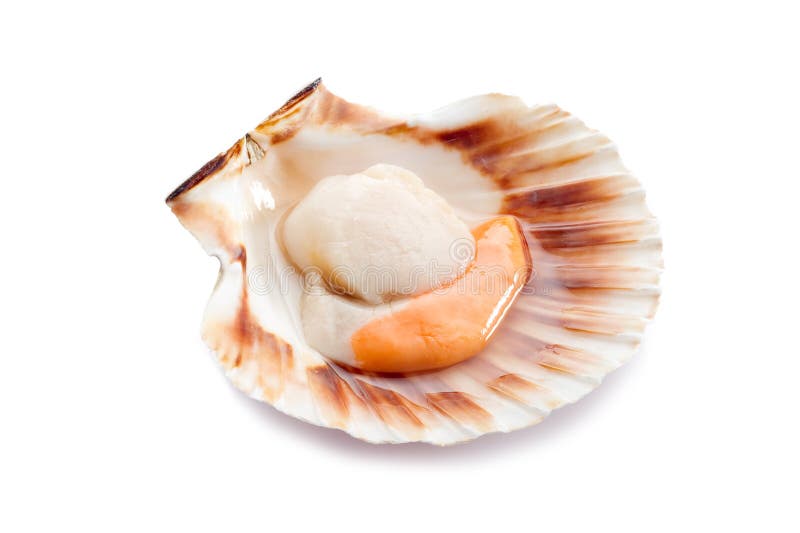 Raw scallop on white stock image. Image of plate, lunch - 16214507