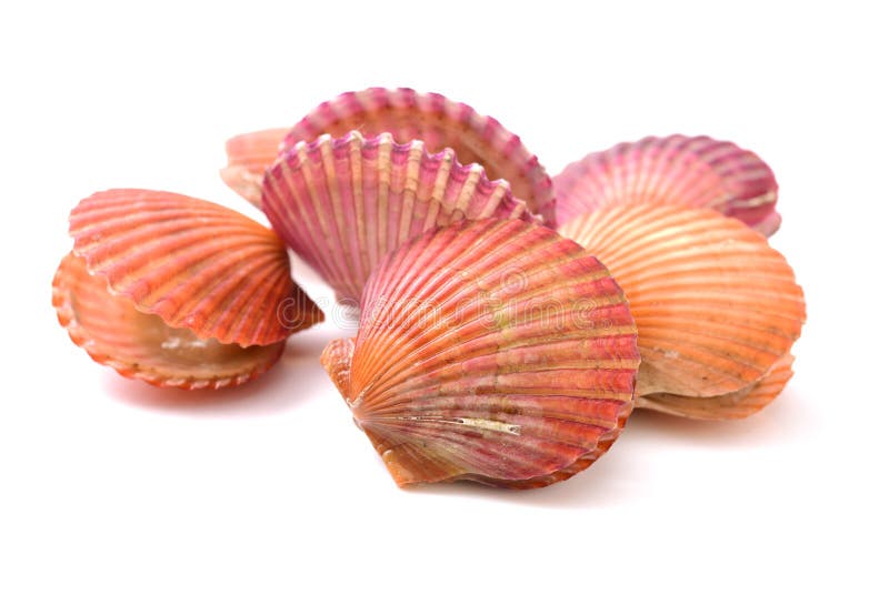 Raw scallop stock photo. Image of mollusk, scallop, seashell - 65888674