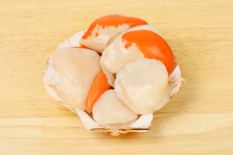 Scallop shell stock photo. Image of brown, calcium, striated - 11274486