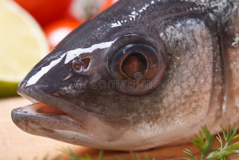 Raw Sea Bass Fish Head Close-up Horizontal. Stock Image - Image of ...