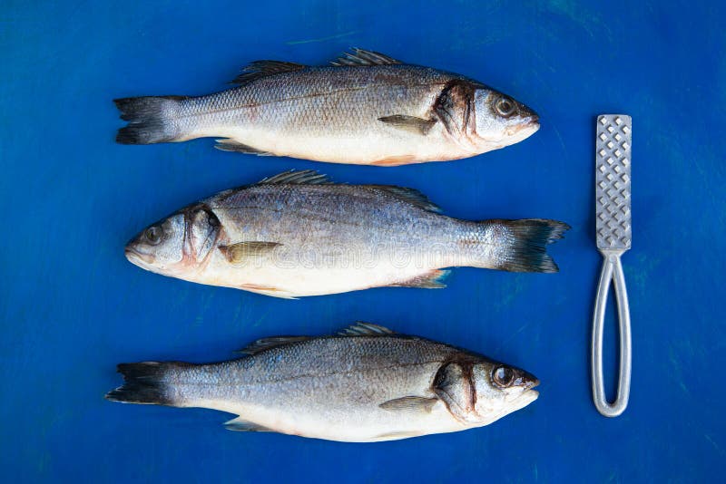Raw Sea Bass on a Table before Cutting. Fresh Sea Bass Stock Image ...