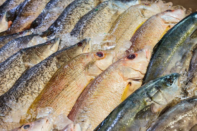 Raw sea fish in the store stock photo. Image of diet - 74100534