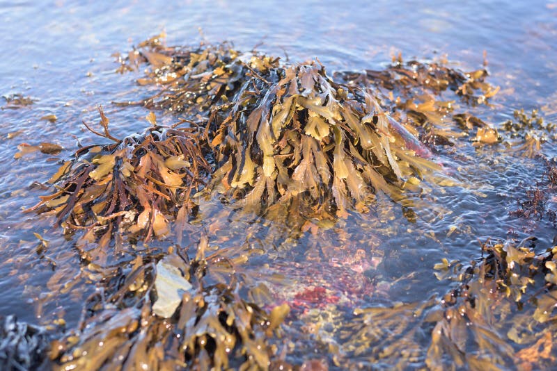 Raw seaweed stock image. Image of sesame, algen, organic - 56261739