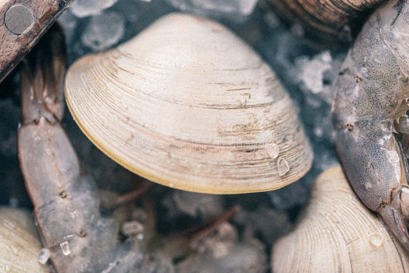 Raw Shellfish in Ice Plate. Clams, Mussels, Shrimp in Ice Cubes with ...