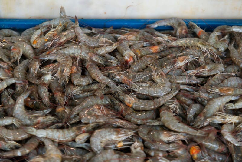 Raw shrimp in a container stock image. Image of cooking - 347488521