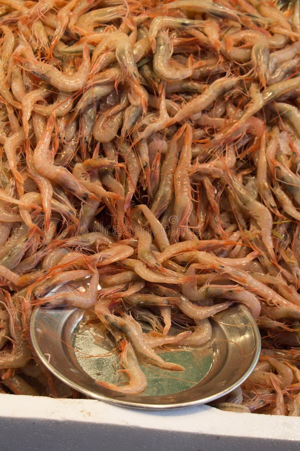 Raw Shrimp with Head,fresh Ready To Cook Stock Photo - Image of shrimps ...