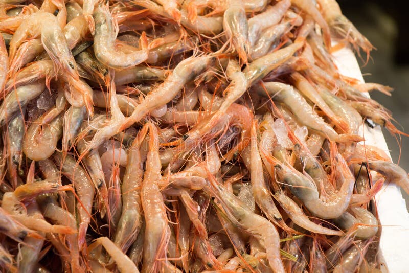 Raw Shrimp with Head,fresh Ready To Cook Stock Image - Image of ...