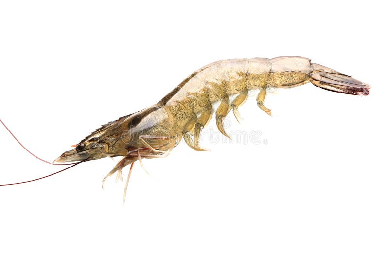 Fenneropenaeus Merguiensis Penaeus Merguiensis Stock Photos - Free ...