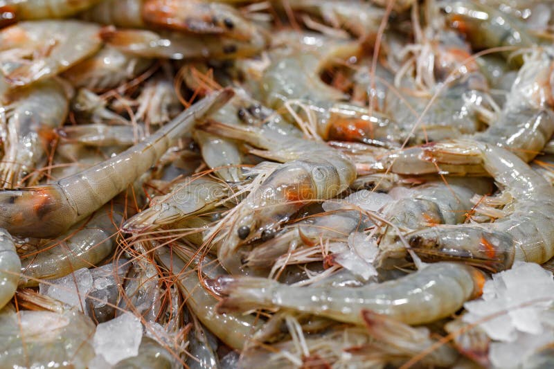 Raw Shrimp or Prawns on Ice at Fish Supermarket, Selective Focus Stock ...