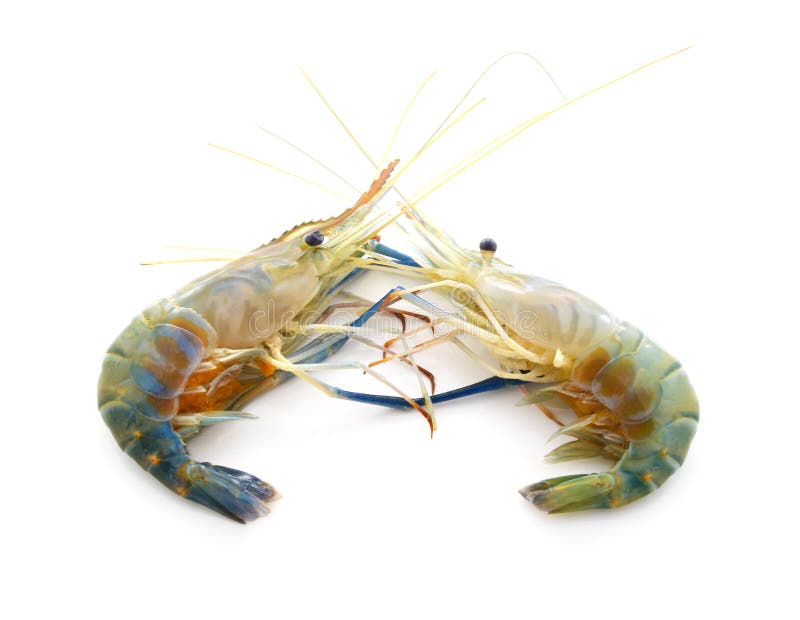 Raw shrimp two. stock image. Image of isolated, fish - 50472261