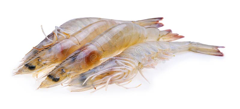 Raw Shrimp on White Background Stock Image - Image of macro, cocktail ...