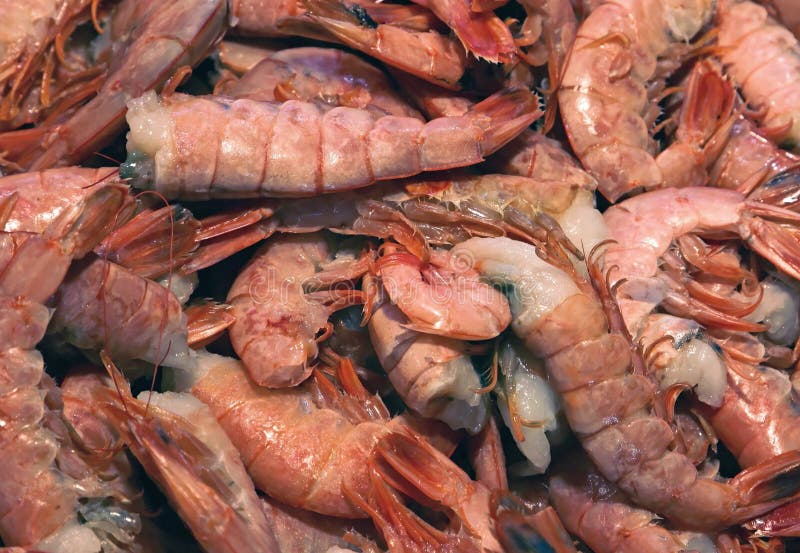 Raw shrimps pile stock photo. Image of shellfish, shrimp - 77313424