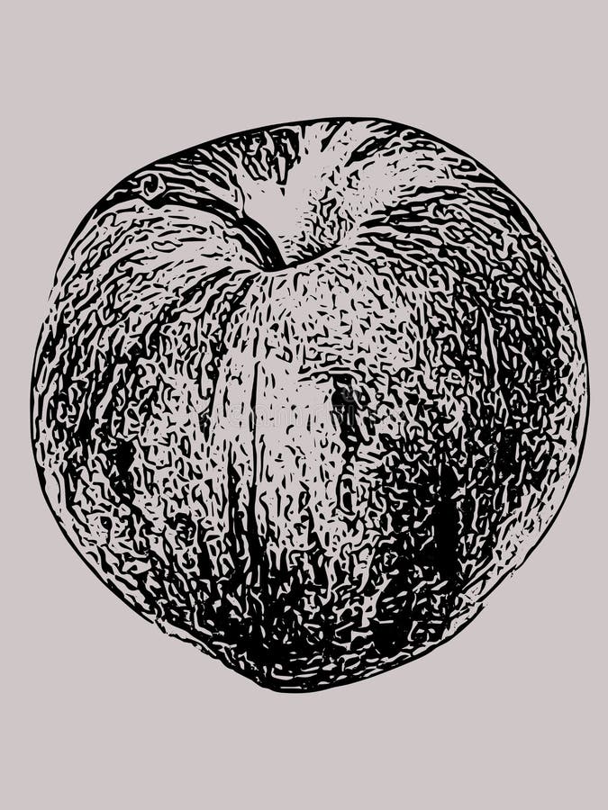 Apple draft stock illustration. Illustration of paint - 141592962