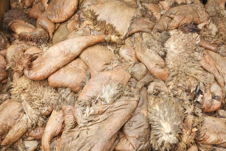 Raw skins at tannery stock image. Image of industry, hide - 7802219